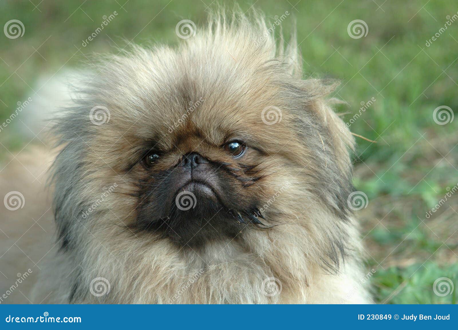 Pekingese(Pekinese) stock image. Image of pooch, green - 230849