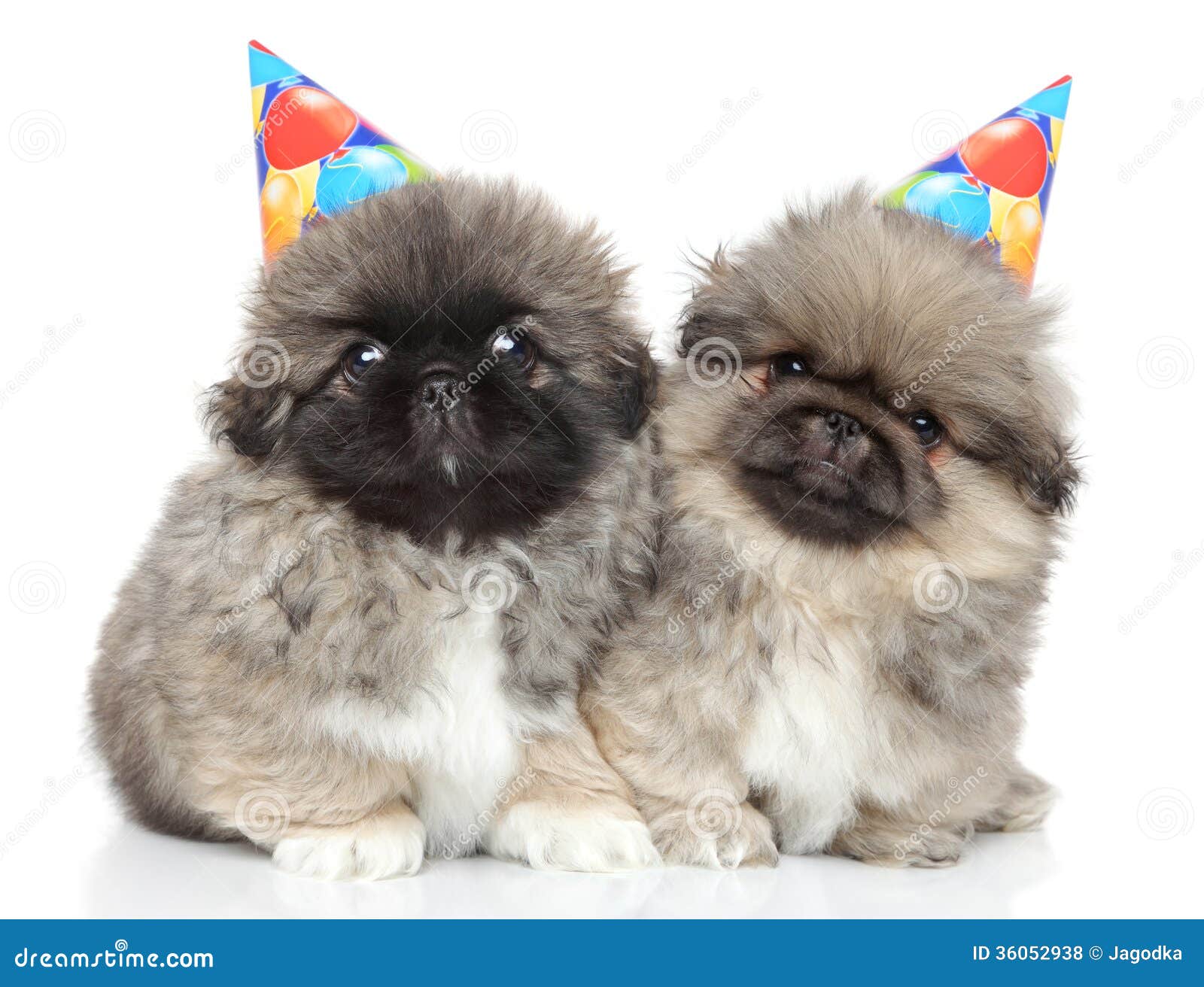 Pekingese Puppies in Party Cones Stock Photo - Image of holiday, peke ...