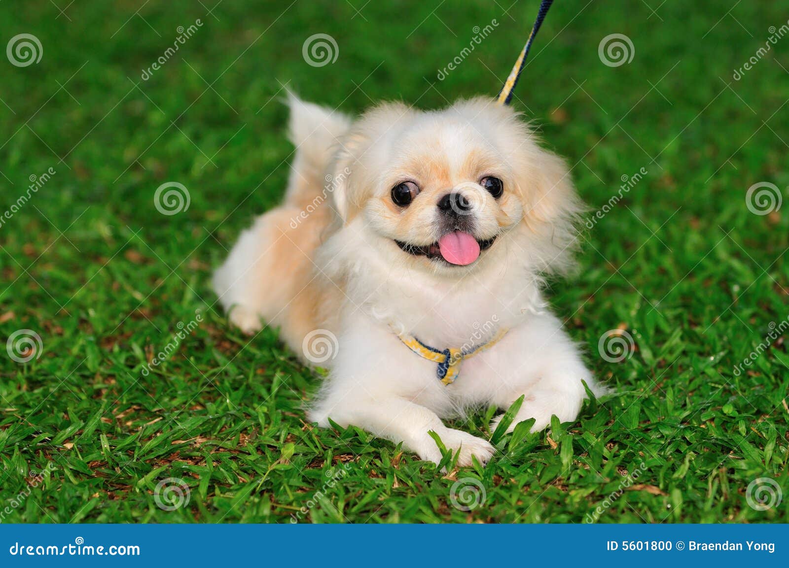 Pekingese Puppy 2 stock photo. Image of house, breed, adorable - 5601800