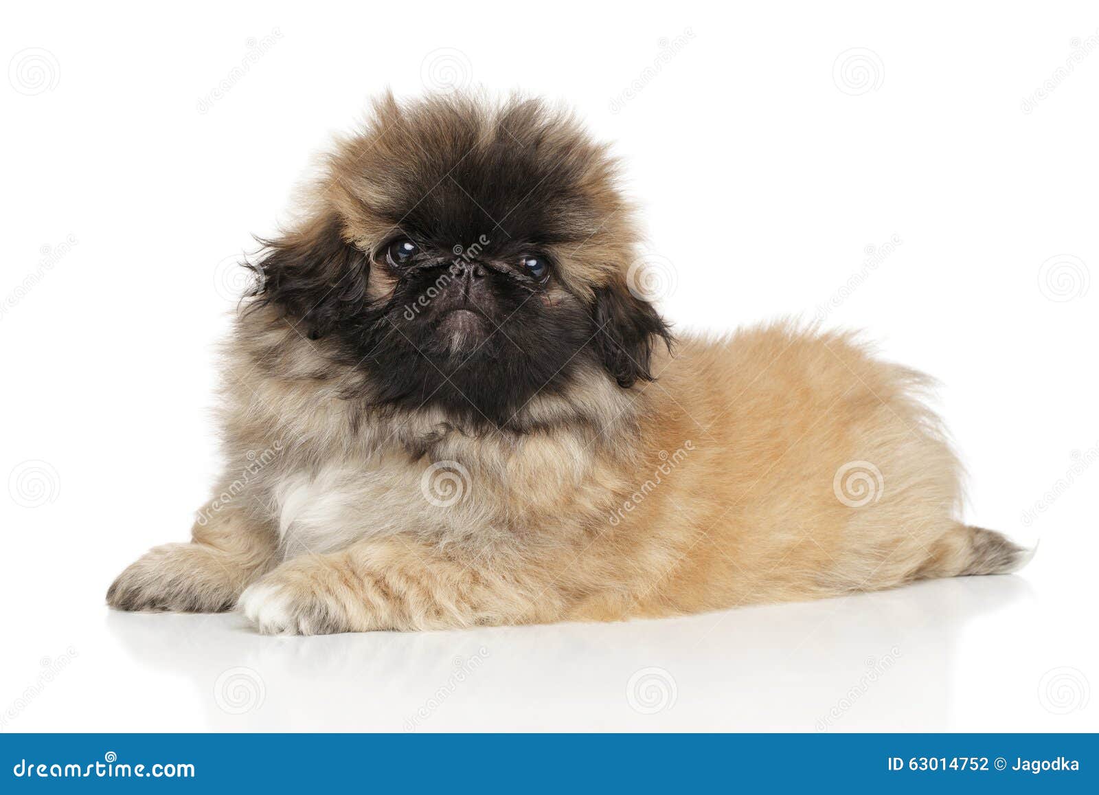 Pekingese puppy stock photo. Image of furry, pekingese - 63014752