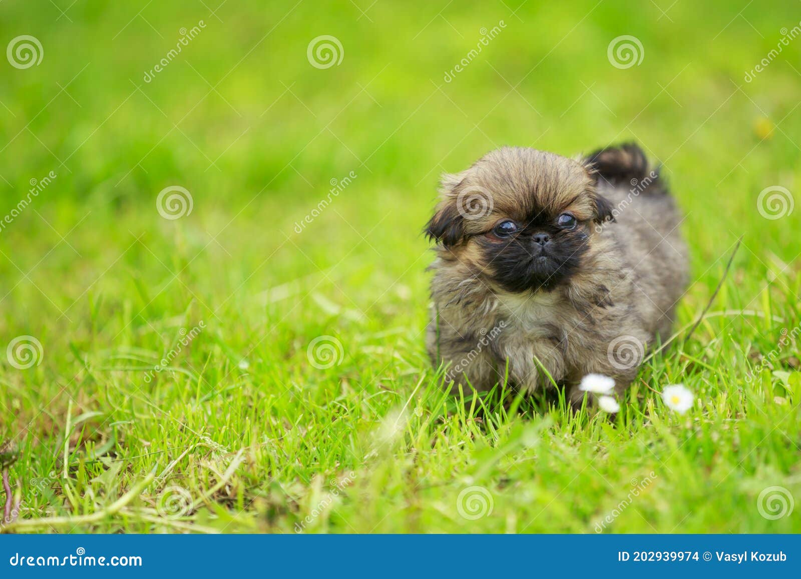 Pekingese Puppy in the Grass Stock Photo - Image of field, nature ...