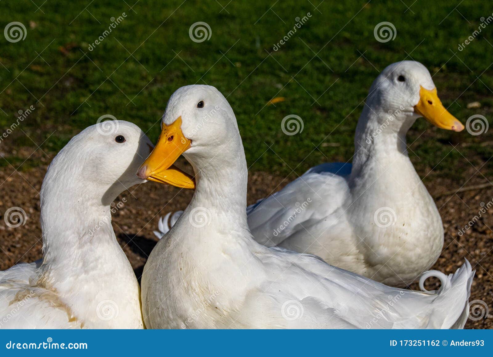 Pekins ducks stock photo. Image of dish, birdwatching - 173251162