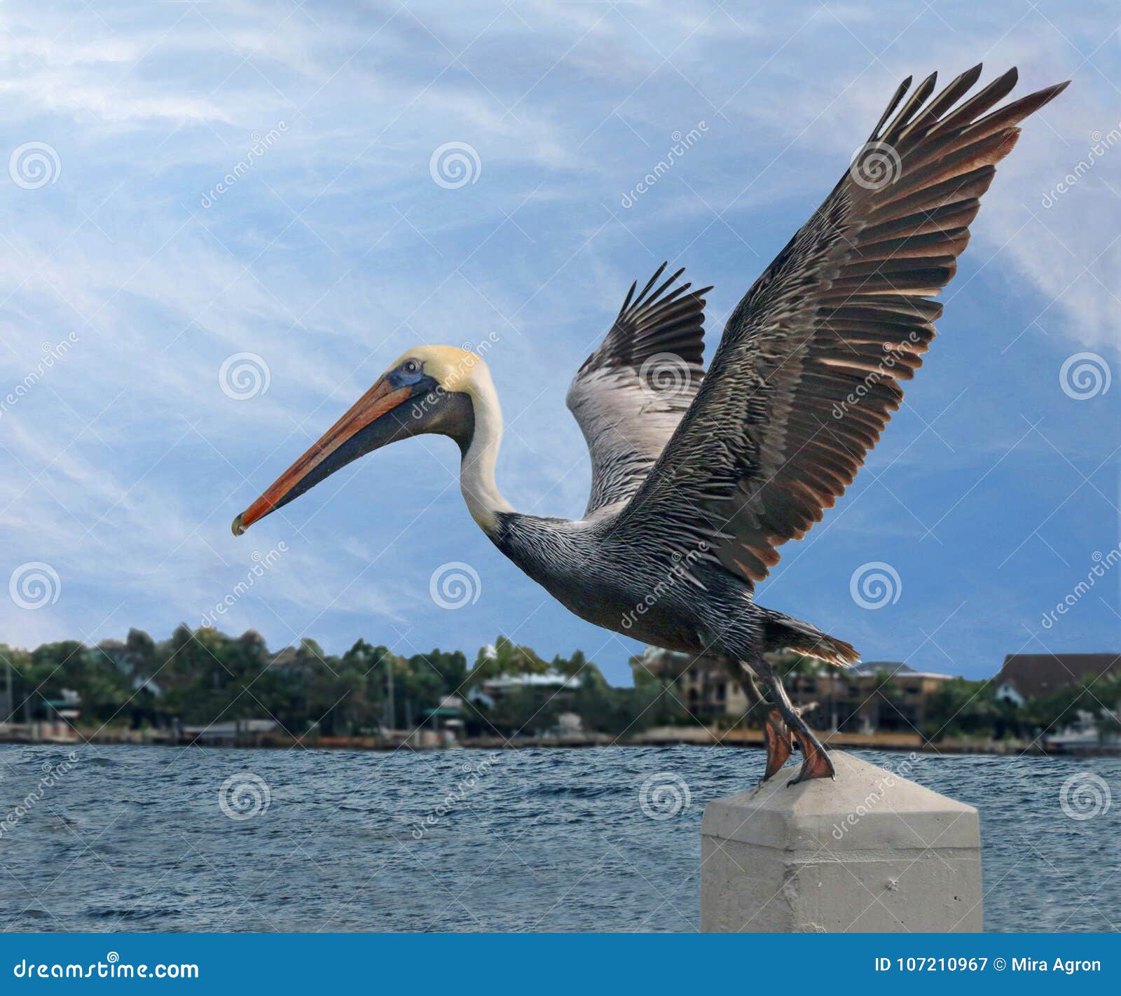 Pelícano Que Se Prepara Para Volar Imagen de archivo - Imagen de vuelo ...