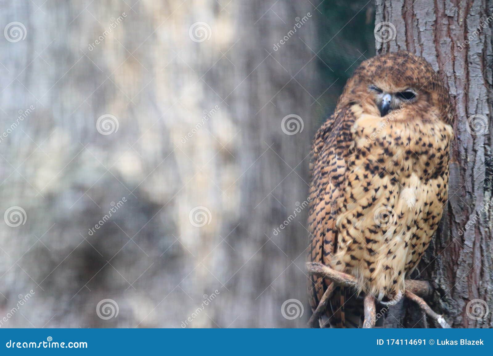 Pel fishing owl stock image. Image of adult, africa - 174114691