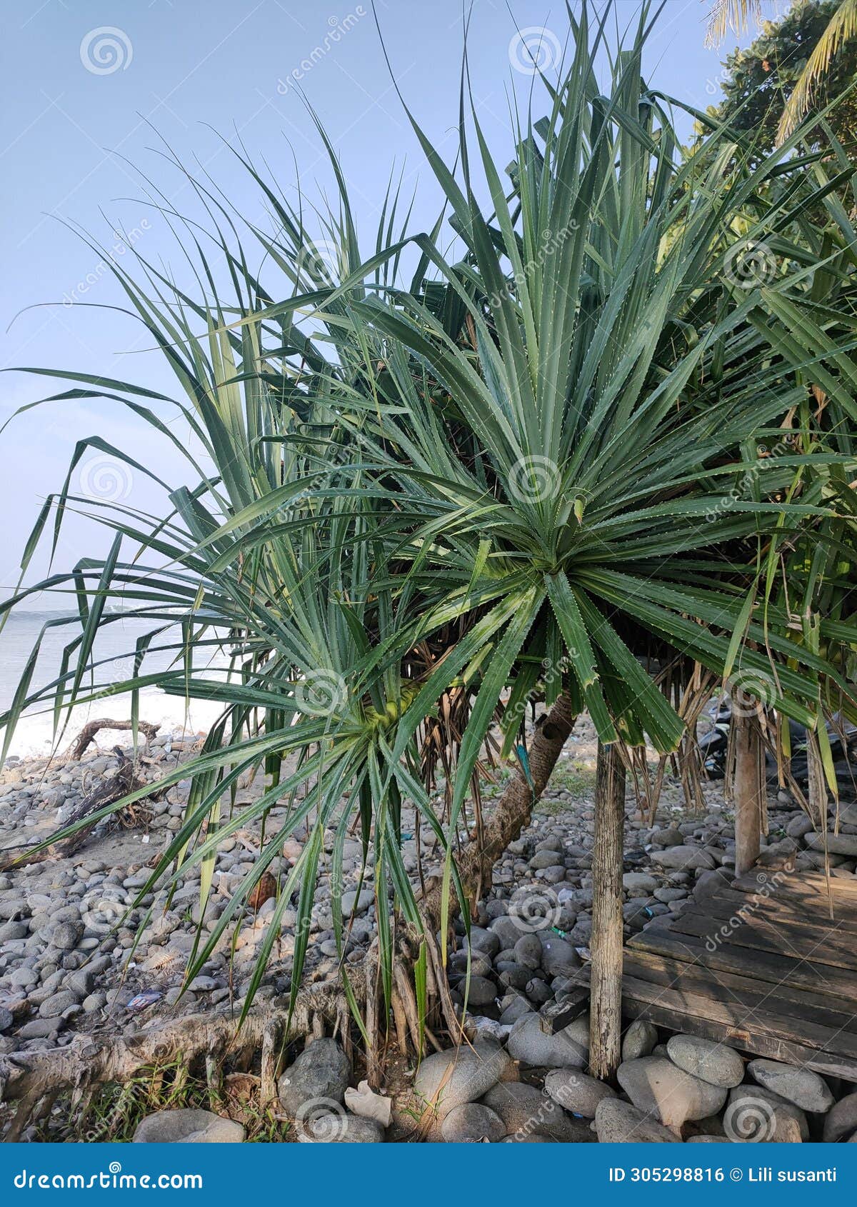Close-up Sea Pandanus Tree in the Rock Beaches Stock Photo - Image of ...