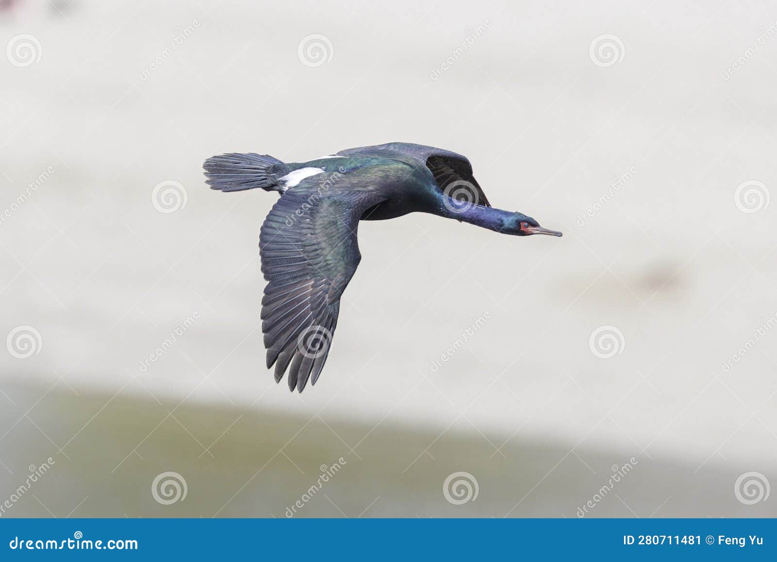 Pelagic cormorant bird stock image. Image of wildlife - 280711481