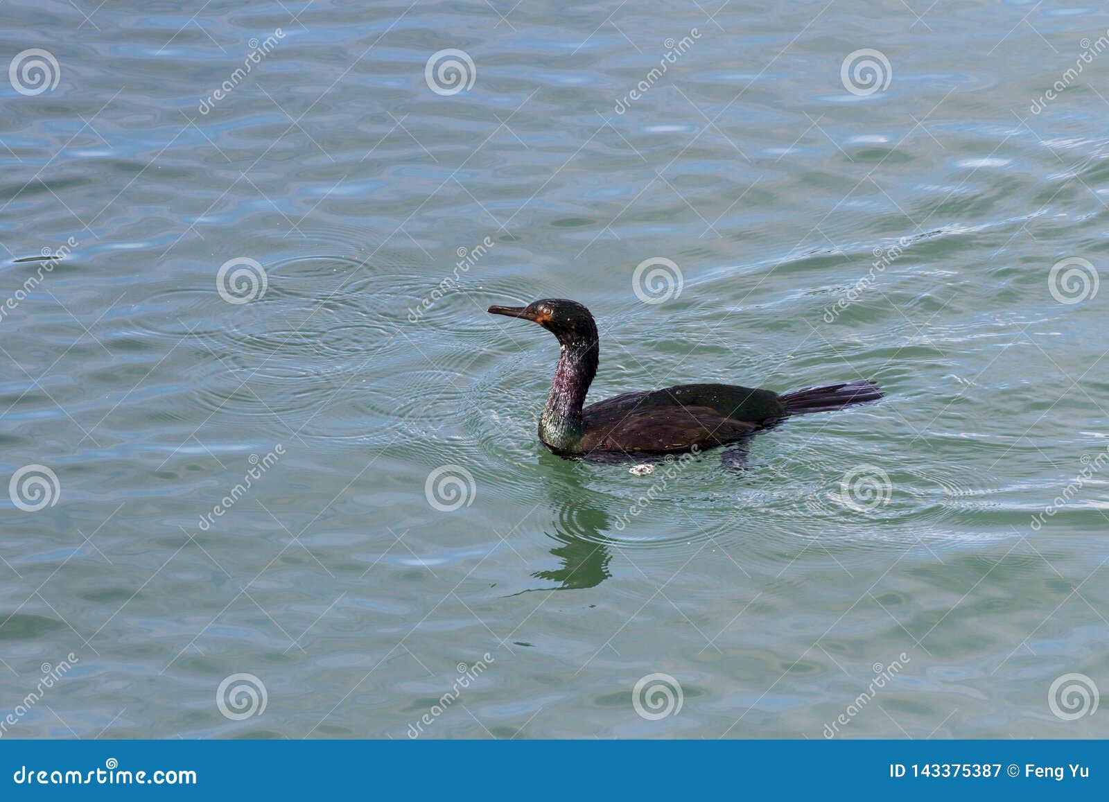 Pelagic Cormorant bird stock image. Image of cormorant - 143375387