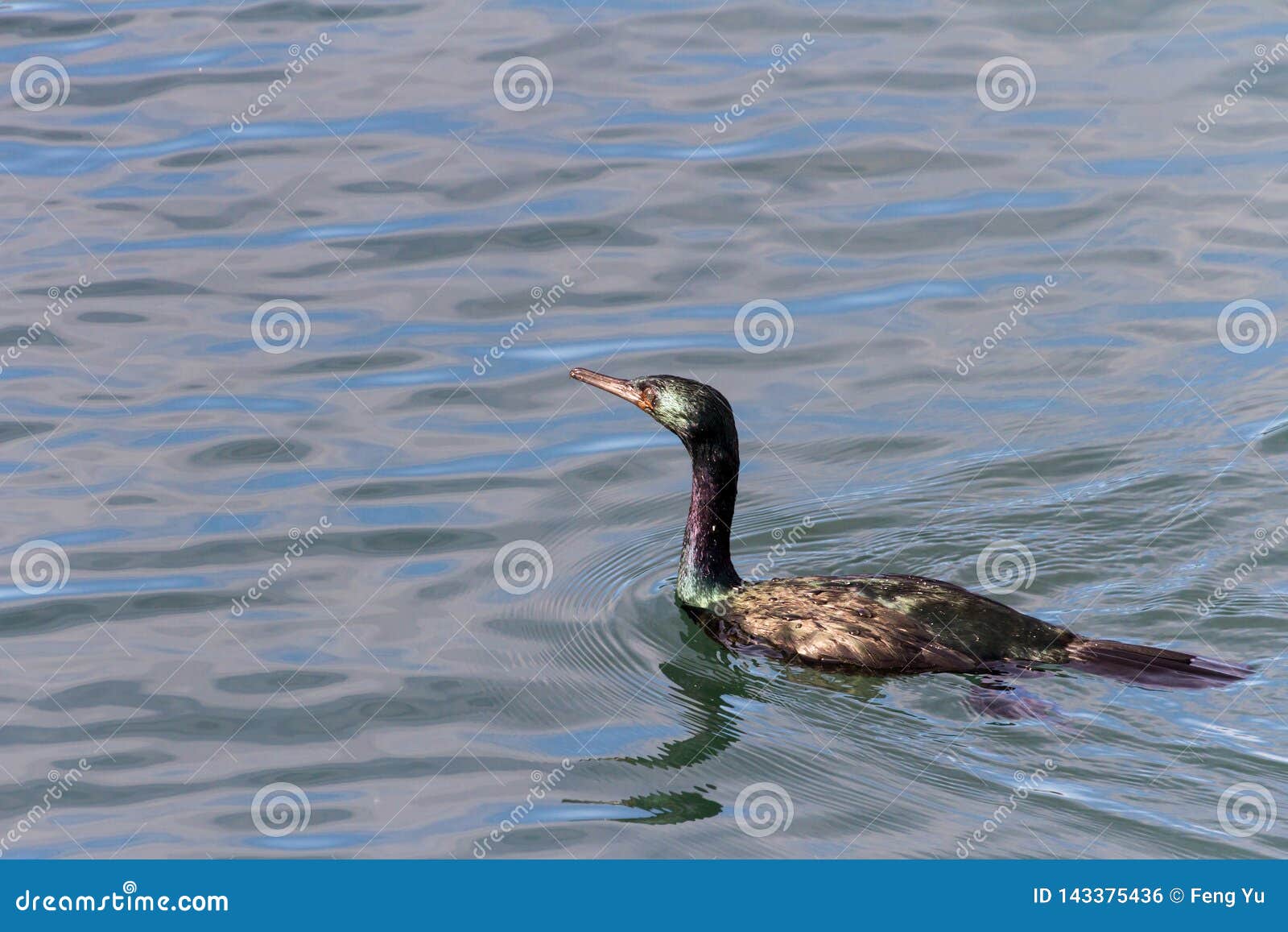 Pelagic Cormorant bird stock photo. Image of nature - 143375436