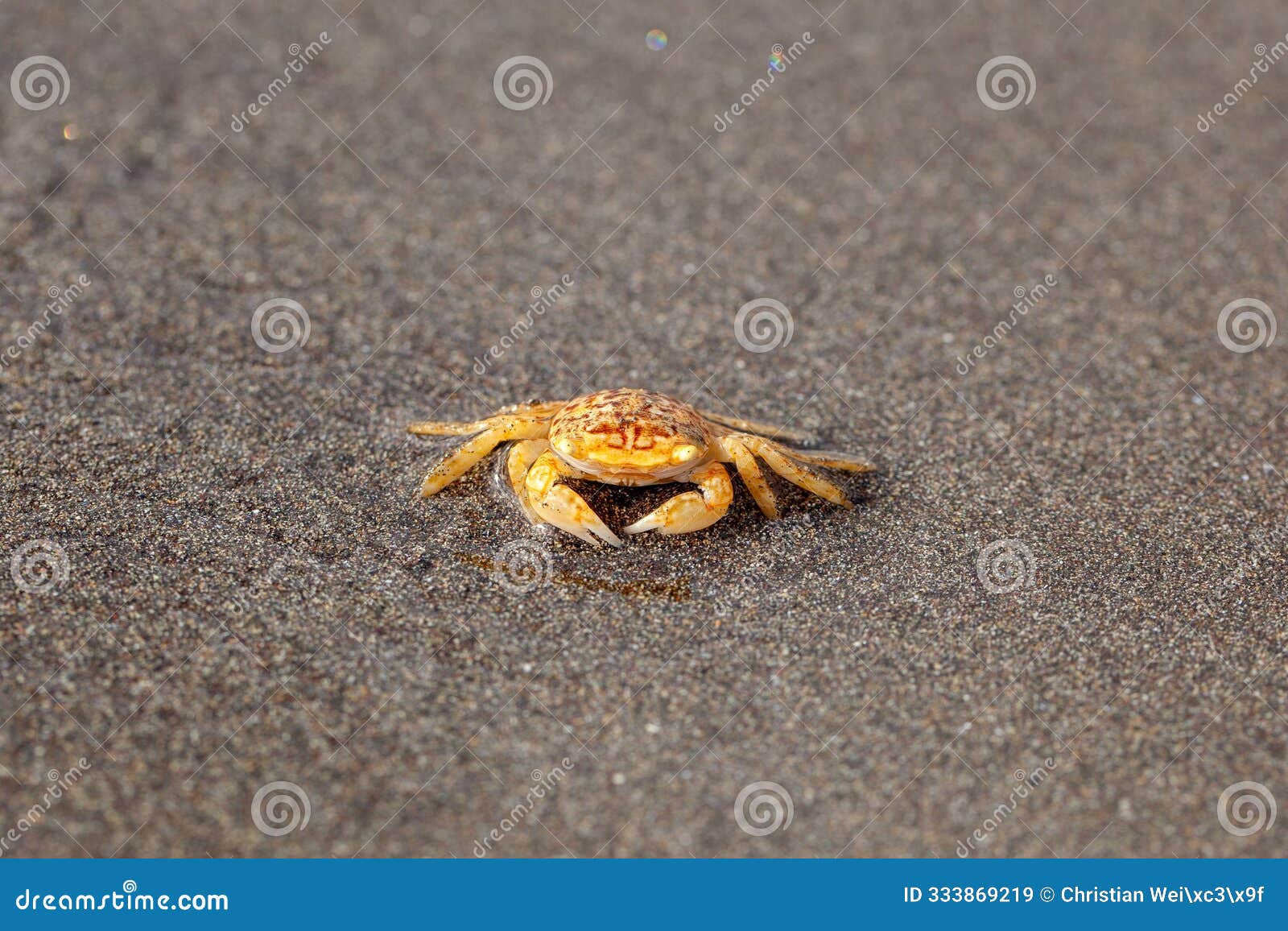 The Pelagic Crab Planes Minutus Stock Image - Image of nature ...