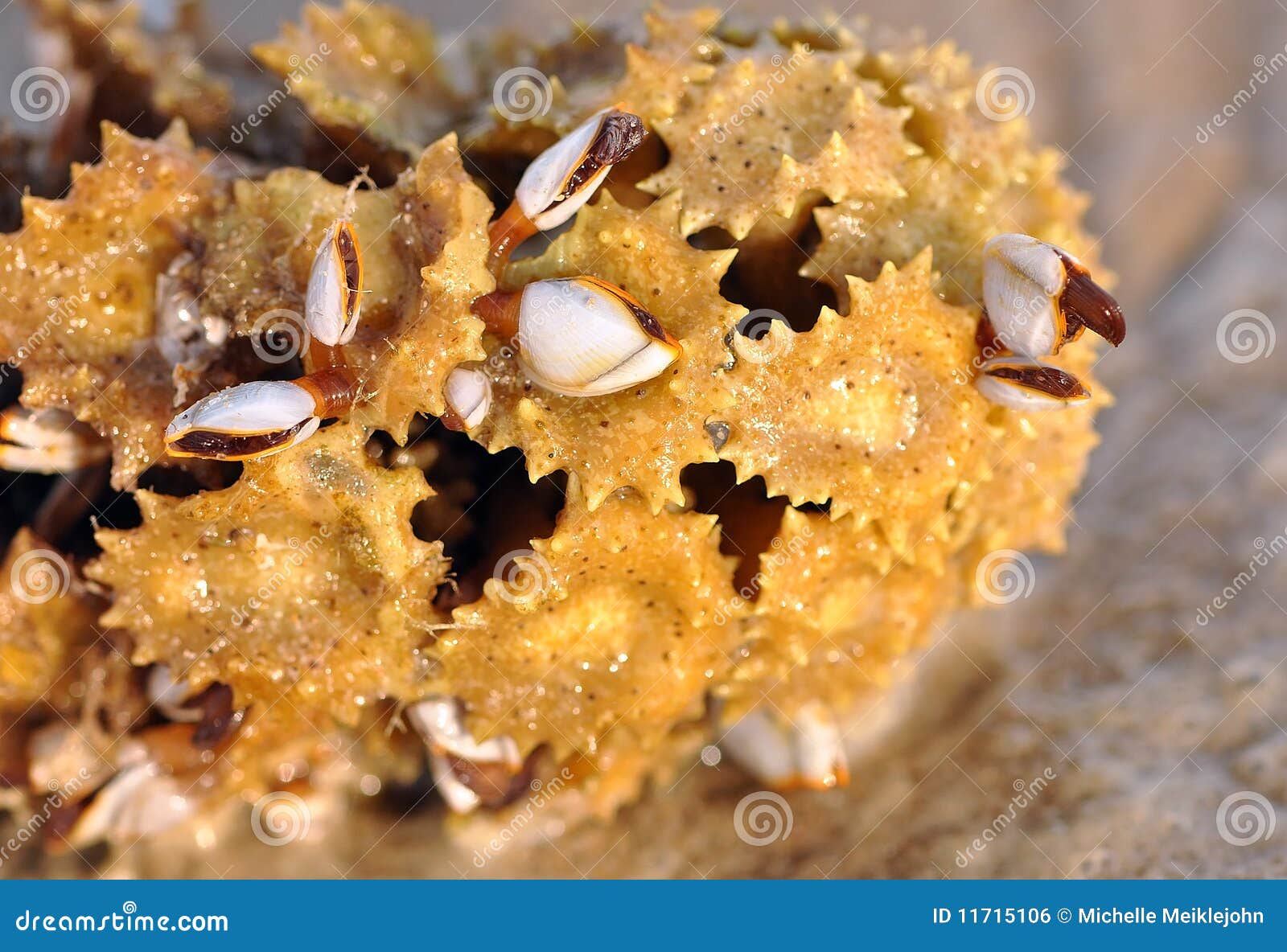 Pelagic Gooseneck Barnacles Stock Photo - Image of muscle, pacific ...