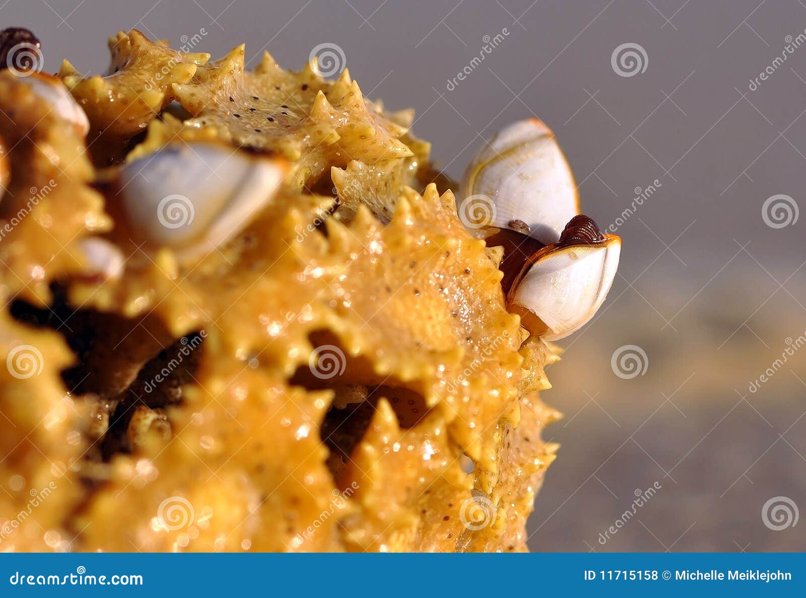 Pelagic Goose-Neck Barnacles Lepas Anatifera Stock Image ...
