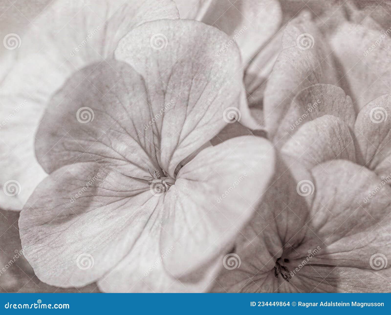 Pelagonía - Pelargonium stock photo. Image of disinfection - 234449864