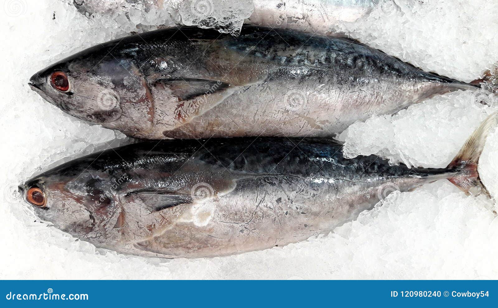 Pelamis Do Katsuwonus Do Atum De Skipjack Foto de Stock - Imagem de ...