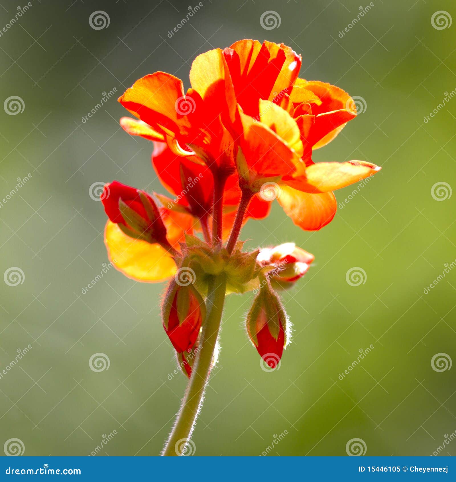 Pelargon fotografering för bildbyråer. Bild av härlig - 15446105