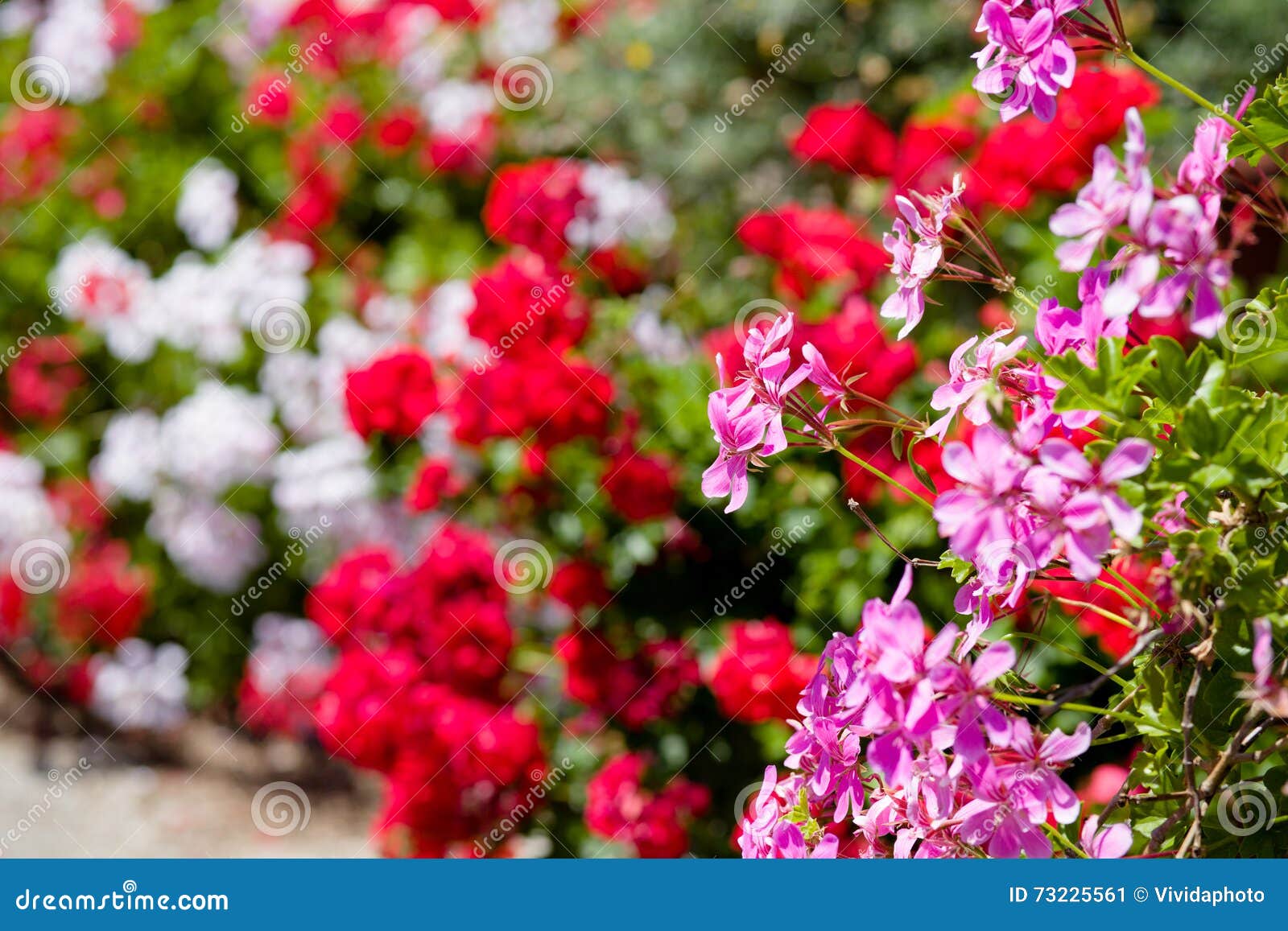 Pelargoner fotografering för bildbyråer. Bild av växt - 73225561