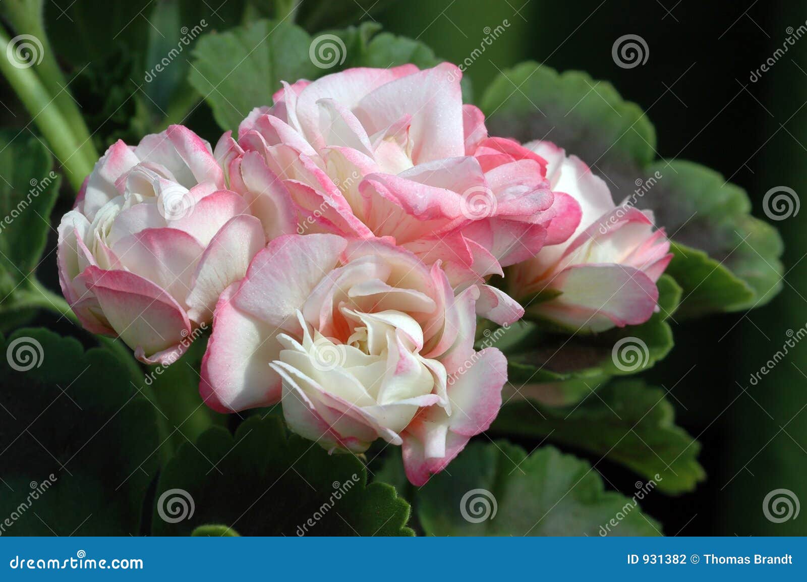 Pink and White Zonal Geranium Stock Photo - Image of cluster, blossom ...