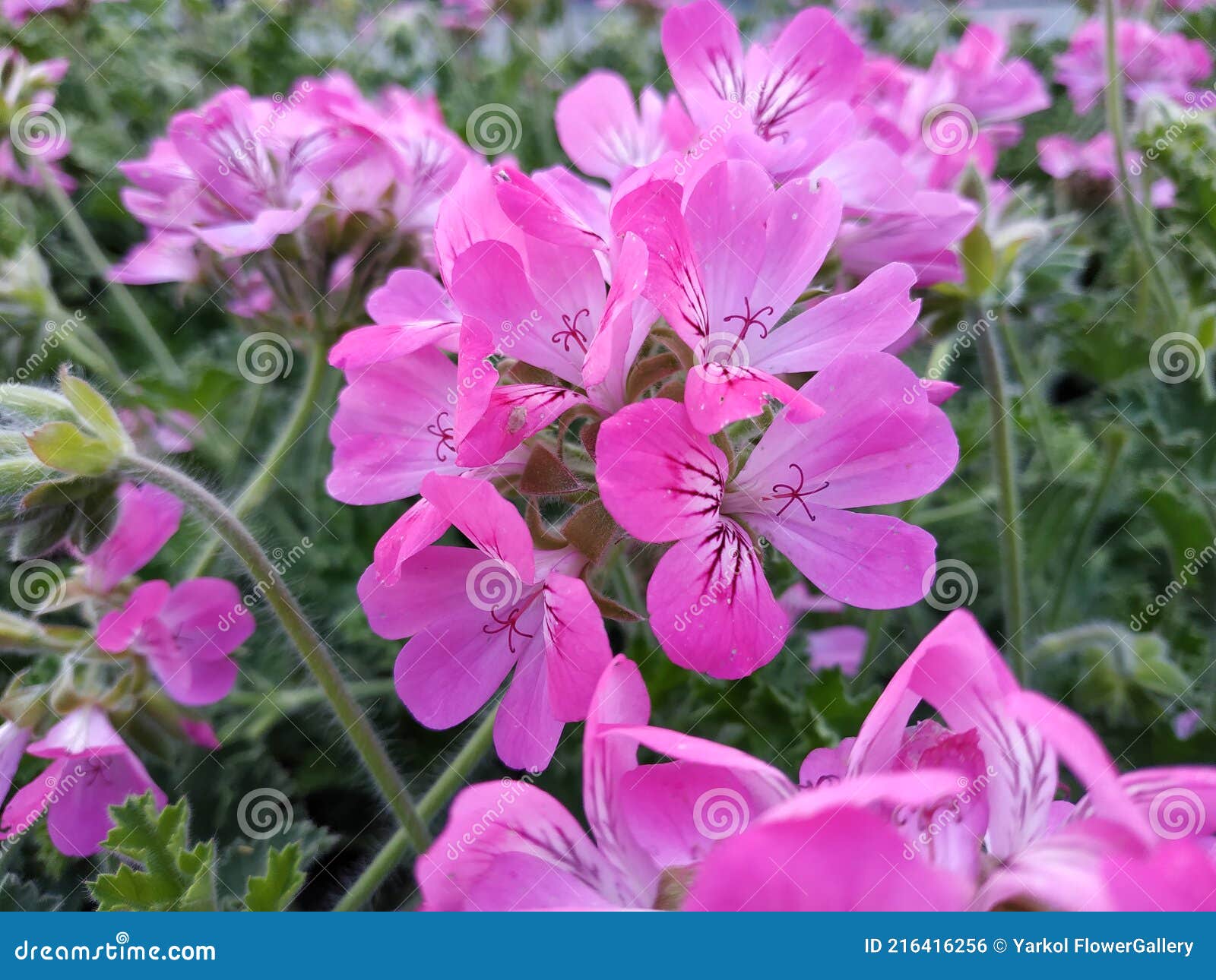 Pelargonium Attar Of Roses Scented Geranium Beautiful Flowers And Green ...