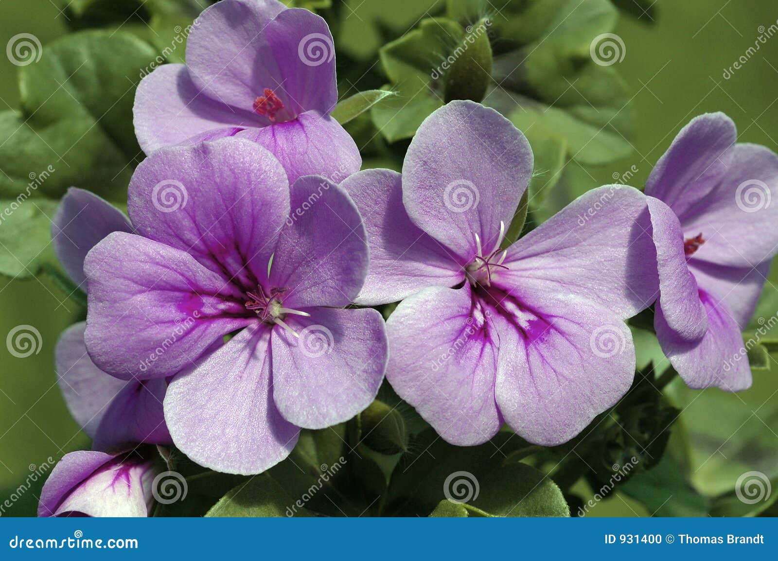 Lavender-blue Ivy Geranium stock photo. Image of natural - 931400