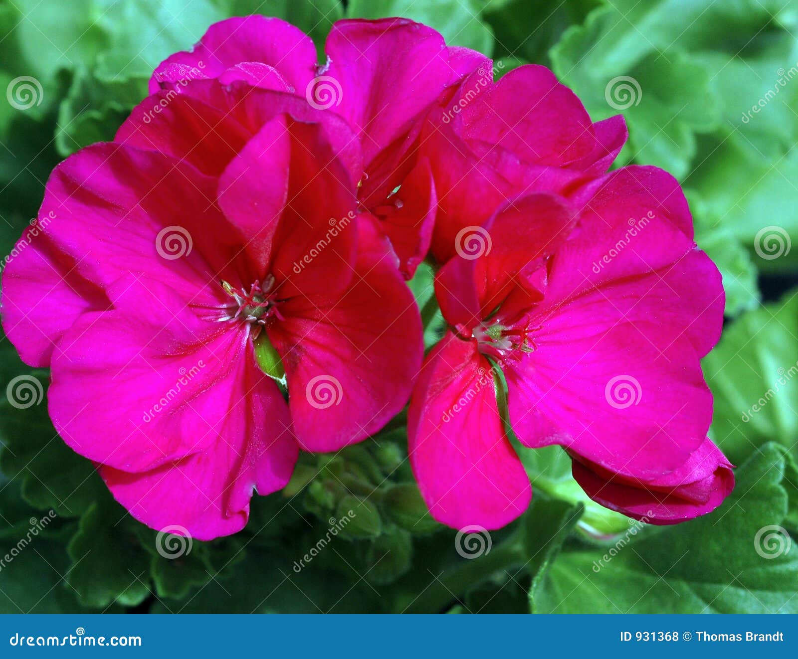 Pelargonium ?cereza Americana Rose? Foto de archivo - Imagen de verano ...