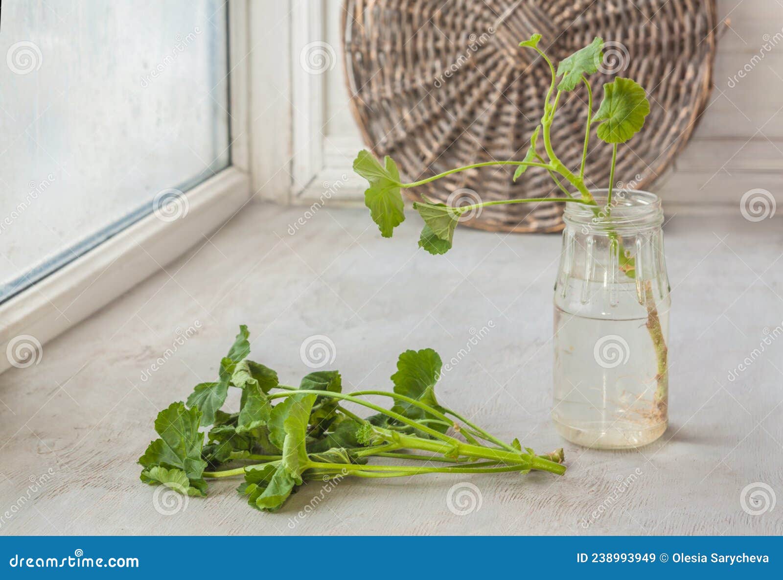 Pelargonium Cuttings in a Jar of Water Stock Image - Image of organic ...