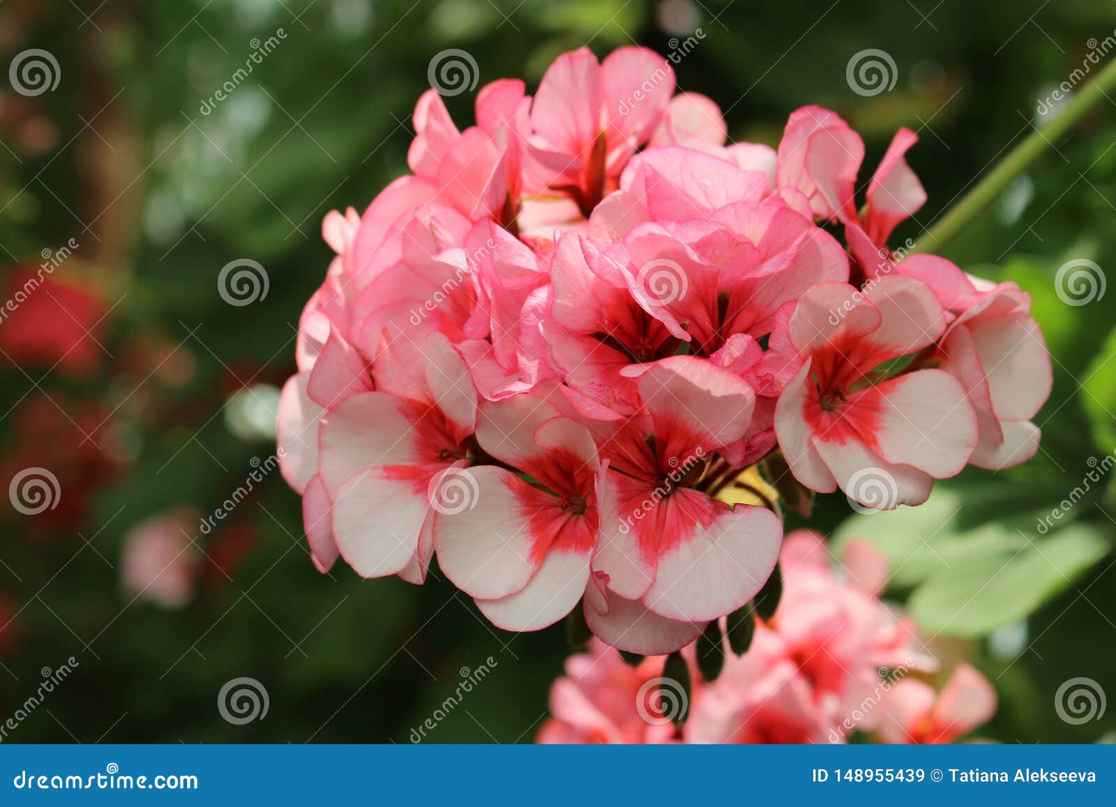 Pelargonium Divas Star. Closeup of a Blooming Pink Geranium Stock Image ...