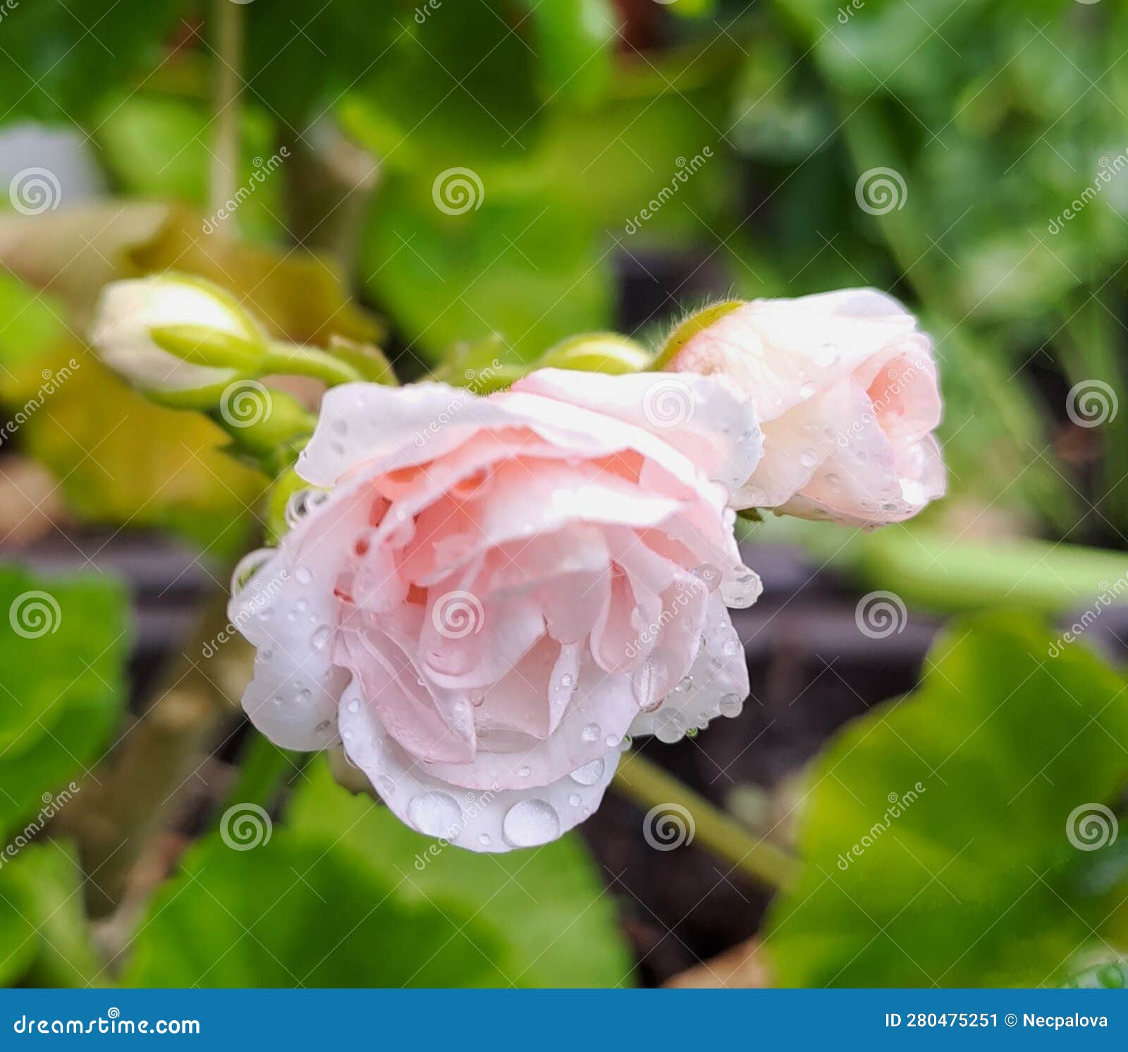 Pink Geranium , Geranium Flowers, Pelargonium Dronning Ingrid Stock ...