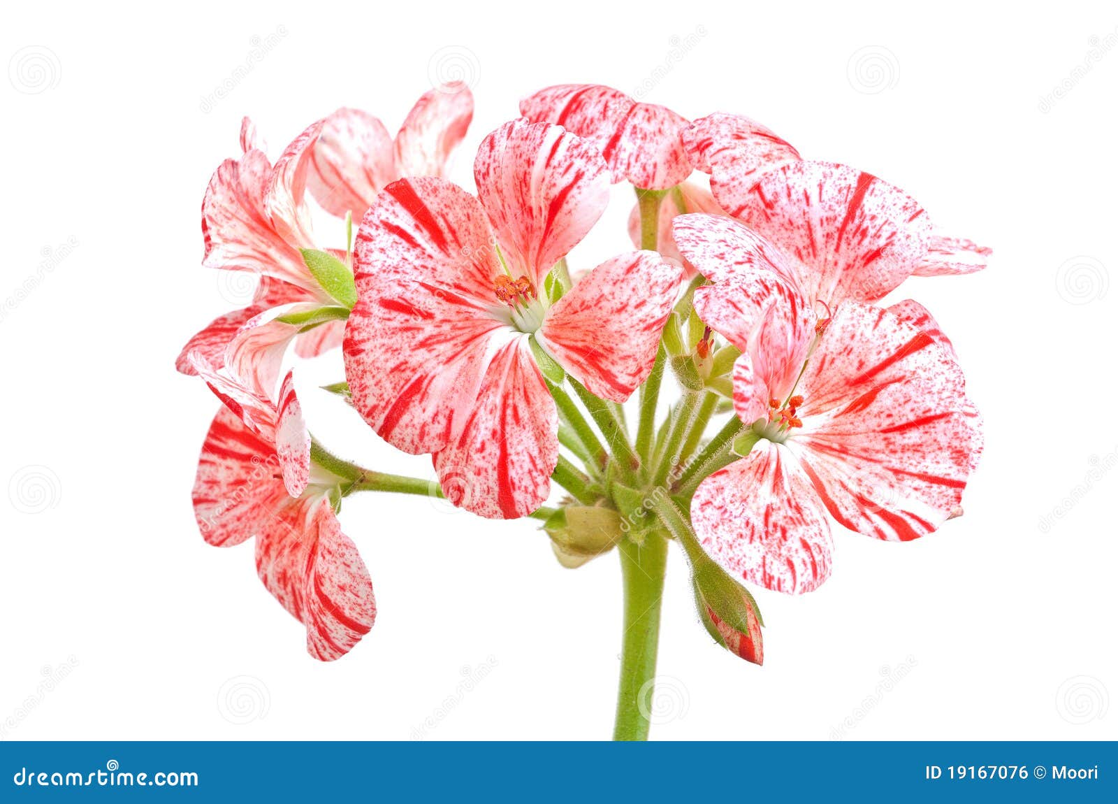 Pelargonium flower stock photo. Image of gift, gardening - 19167076
