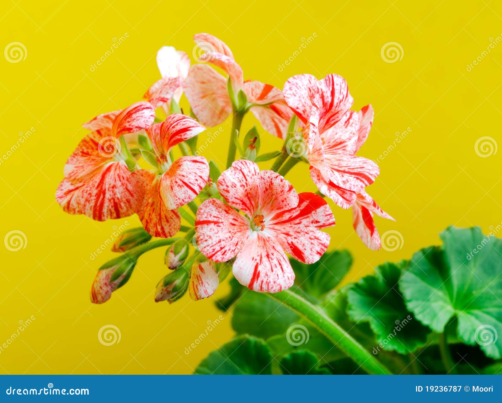 Pelargonium flower stock image. Image of spring, detail - 19236787