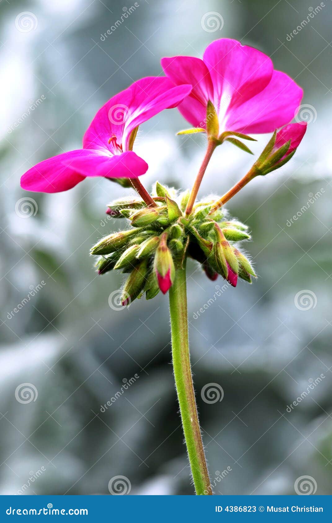 Pelargonium flower stock image. Image of stalk, petal - 4386823