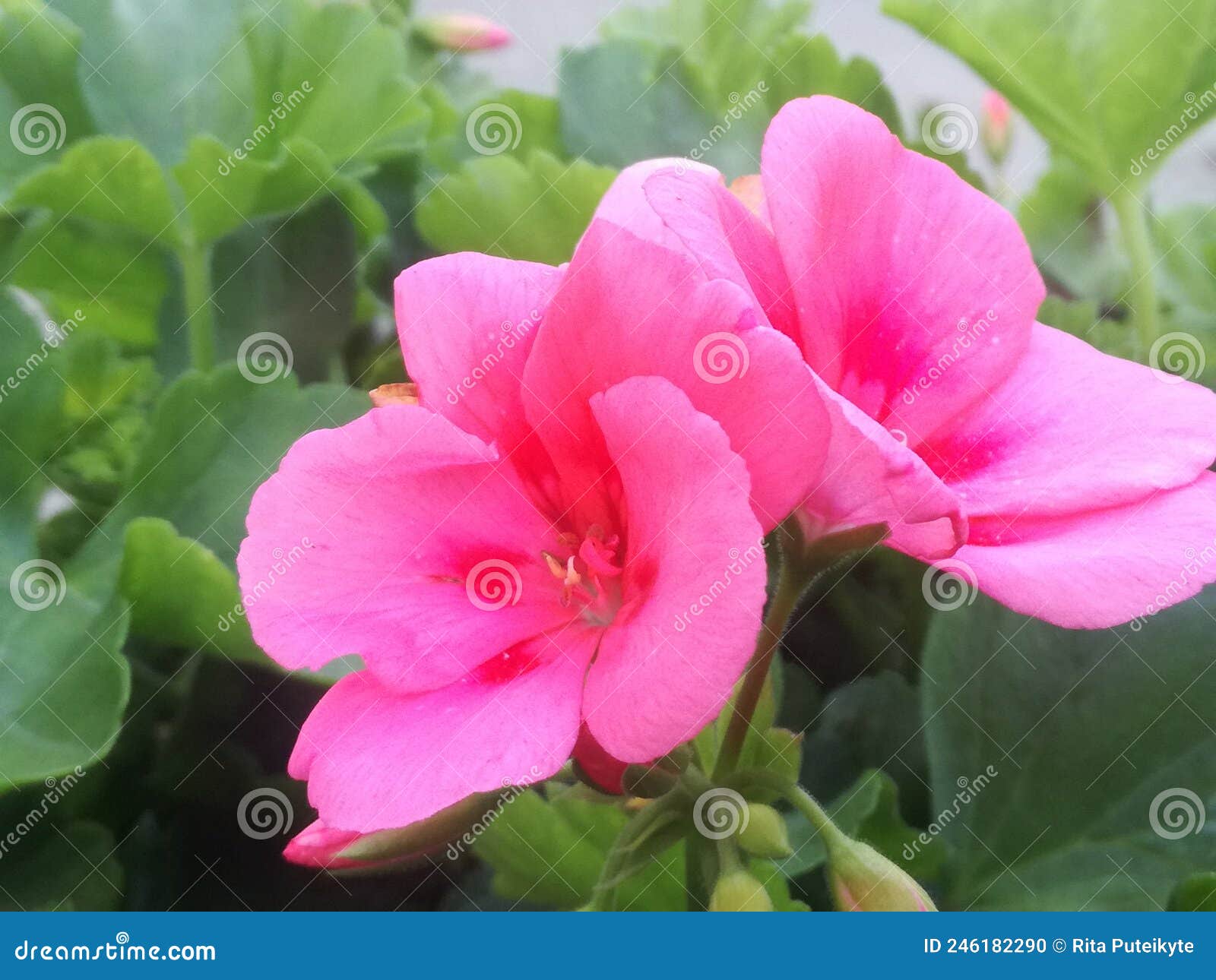 Pelargonium flower stock photo. Image of garden, gardening - 246182290