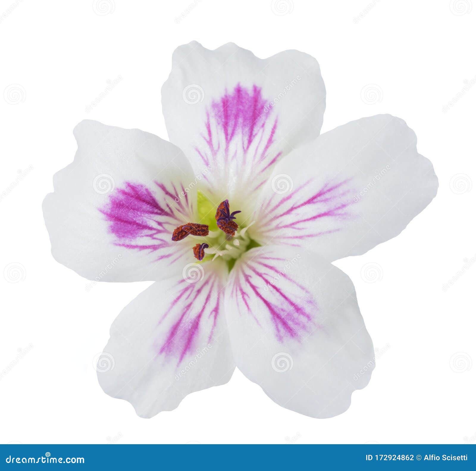 Pelargonium flower stock photo. Image of geranium, pelargonium - 172924862