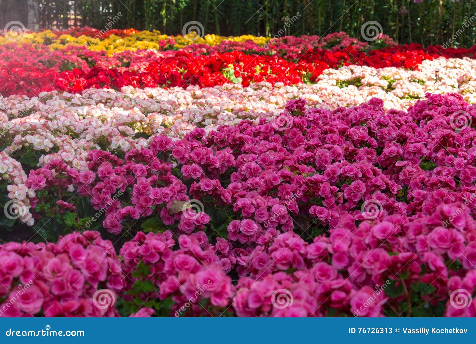 Pelargonium Geranium Group Bright Cerise Pink Flowers Stock Image ...