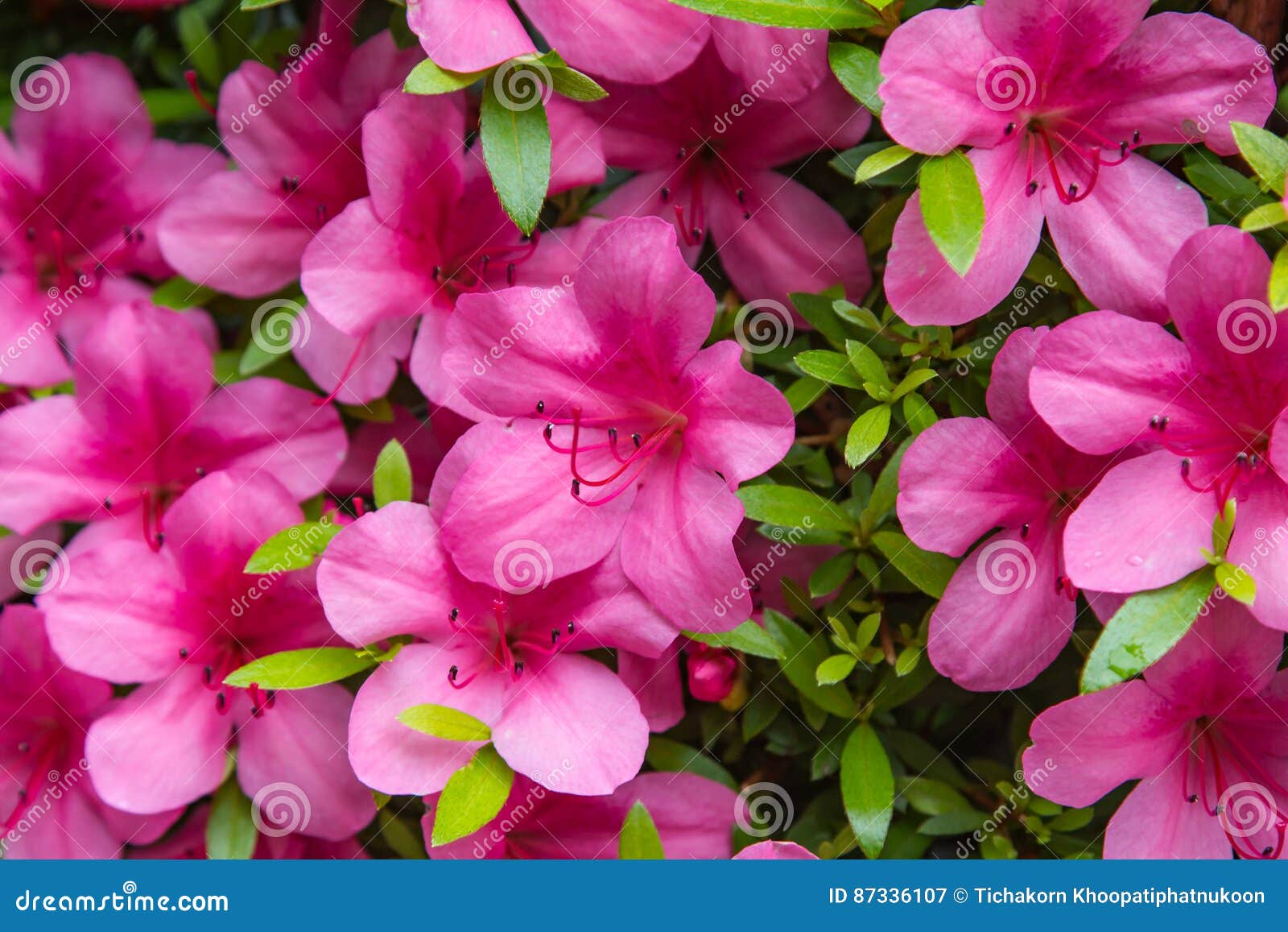 Pelargonium Geranium Group Bright Cerise Stock Image - Image of pattern ...
