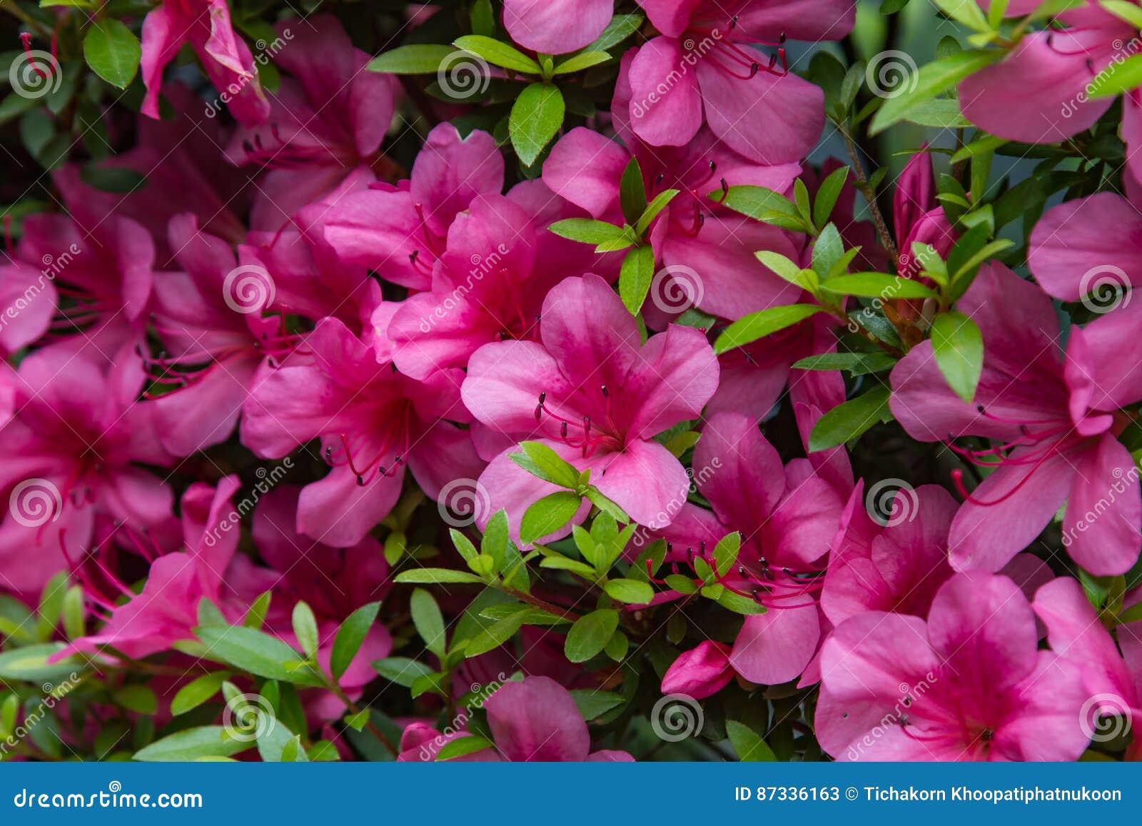 Pelargonium Geranium Group Bright Cerise Stock Image - Image of flowers ...