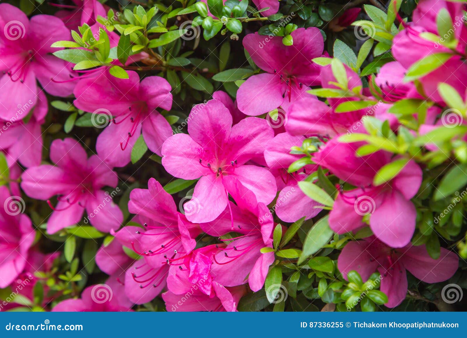 Pelargonium Geranium Group Bright Cerise Stock Image - Image of flowers ...