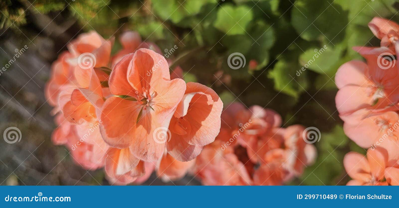 Pelargonium × Hortorum or Zonal Geranium Stock Image - Image of branch ...