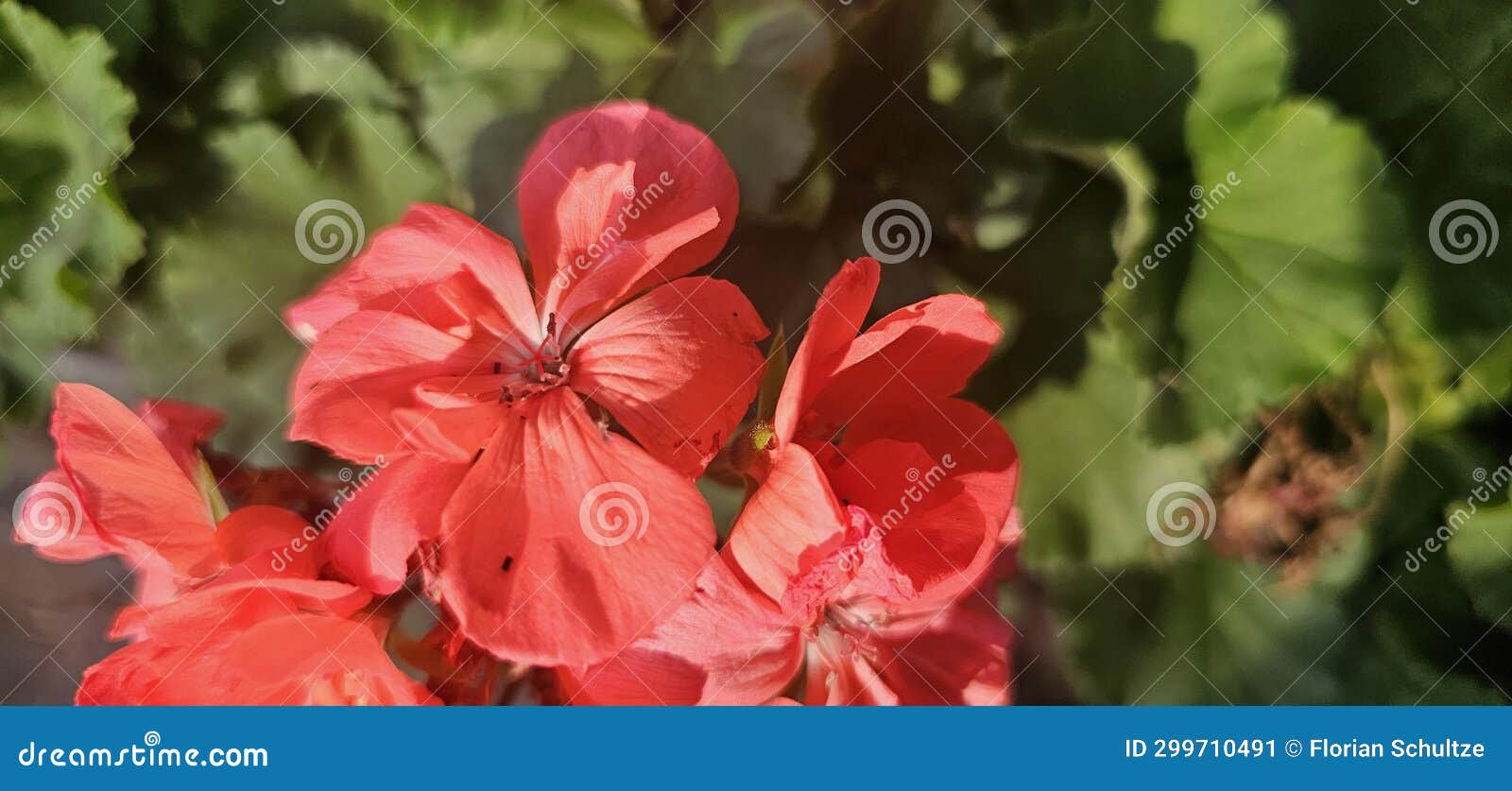 Pelargonium × Hortorum or Zonal Geranium Stock Image - Image of ...