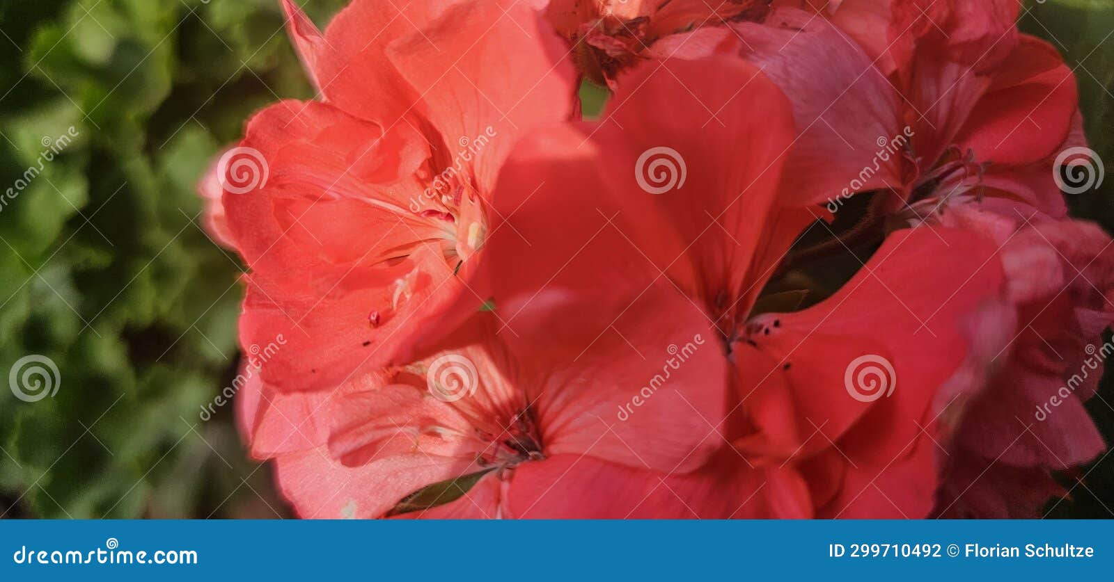 Pelargonium × Hortorum or Zonal Geranium Stock Photo - Image of ...