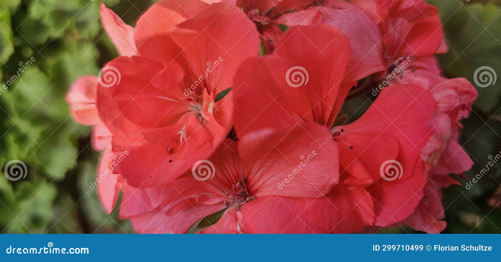 Pelargonium × Hortorum or Zonal Geranium Stock Image - Image of cheeky ...