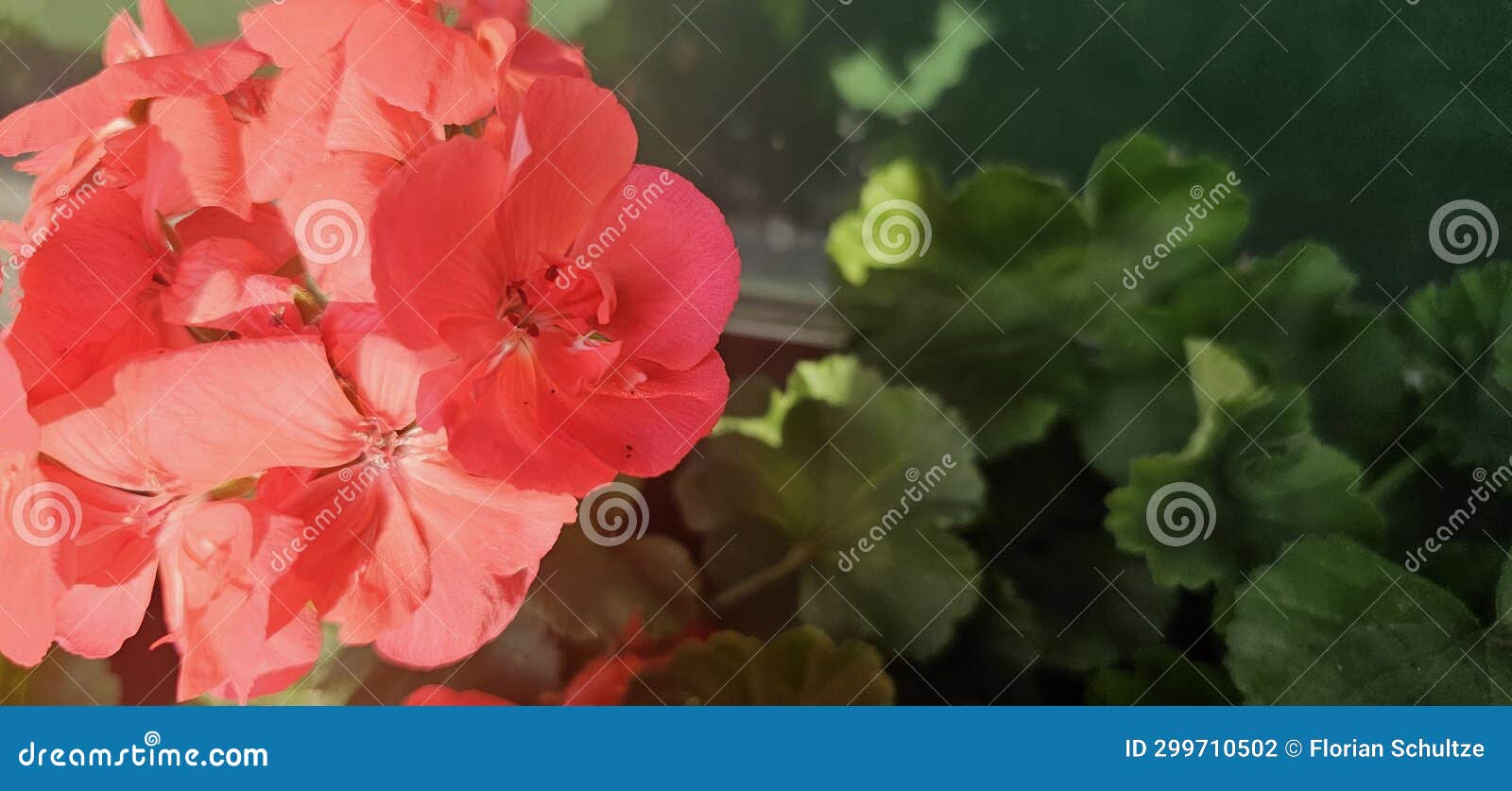 Pelargonium × Hortorum or Zonal Geranium Stock Photo - Image of shrub ...