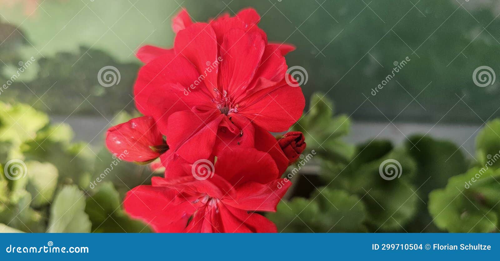 Pelargonium × Hortorum or Zonal Geranium Stock Photo - Image of ...