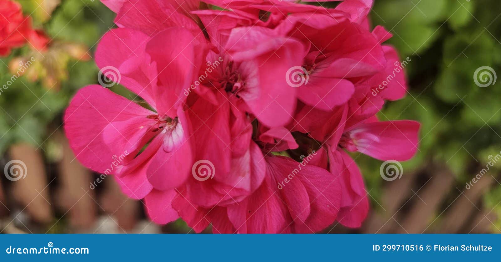 Pelargonium × Hortorum or Zonal Geranium Stock Photo - Image of leaf ...