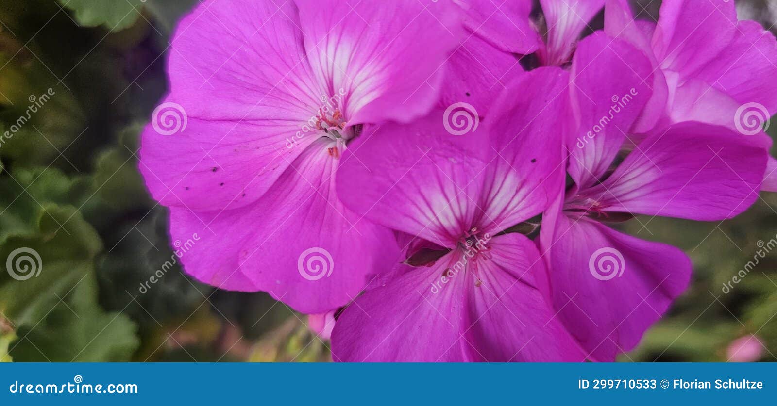Pelargonium × Hortorum or Zonal Geranium Stock Image - Image of color ...