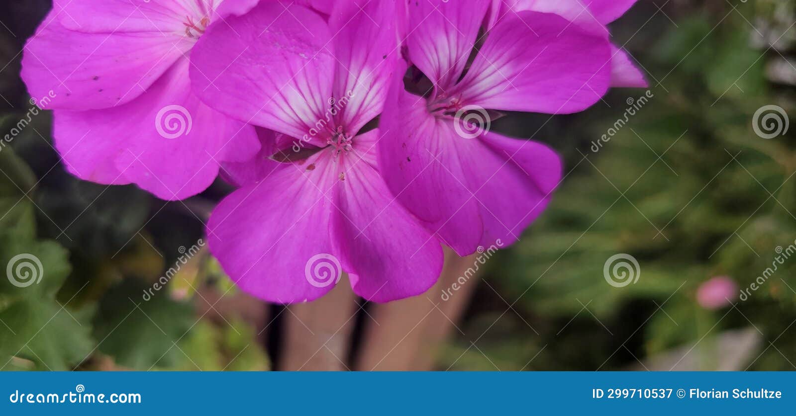 Pelargonium × Hortorum or Zonal Geranium Stock Image - Image of zonal ...