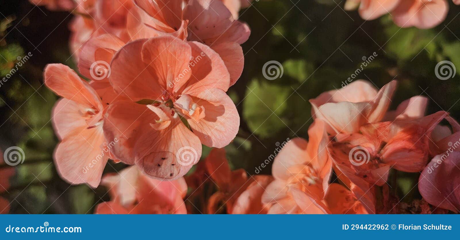 Pelargonium × Hortorum or Zonal Geranium Stock Photo - Image of cheeky ...