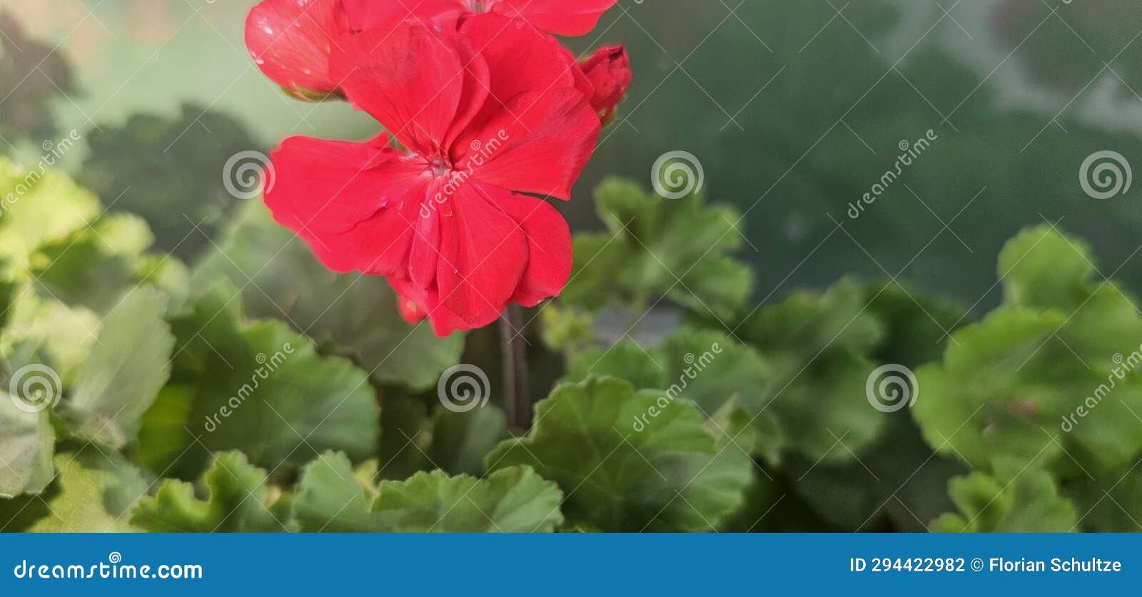 Pelargonium × Hortorum or Zonal Geranium Stock Photo - Image of leaf ...