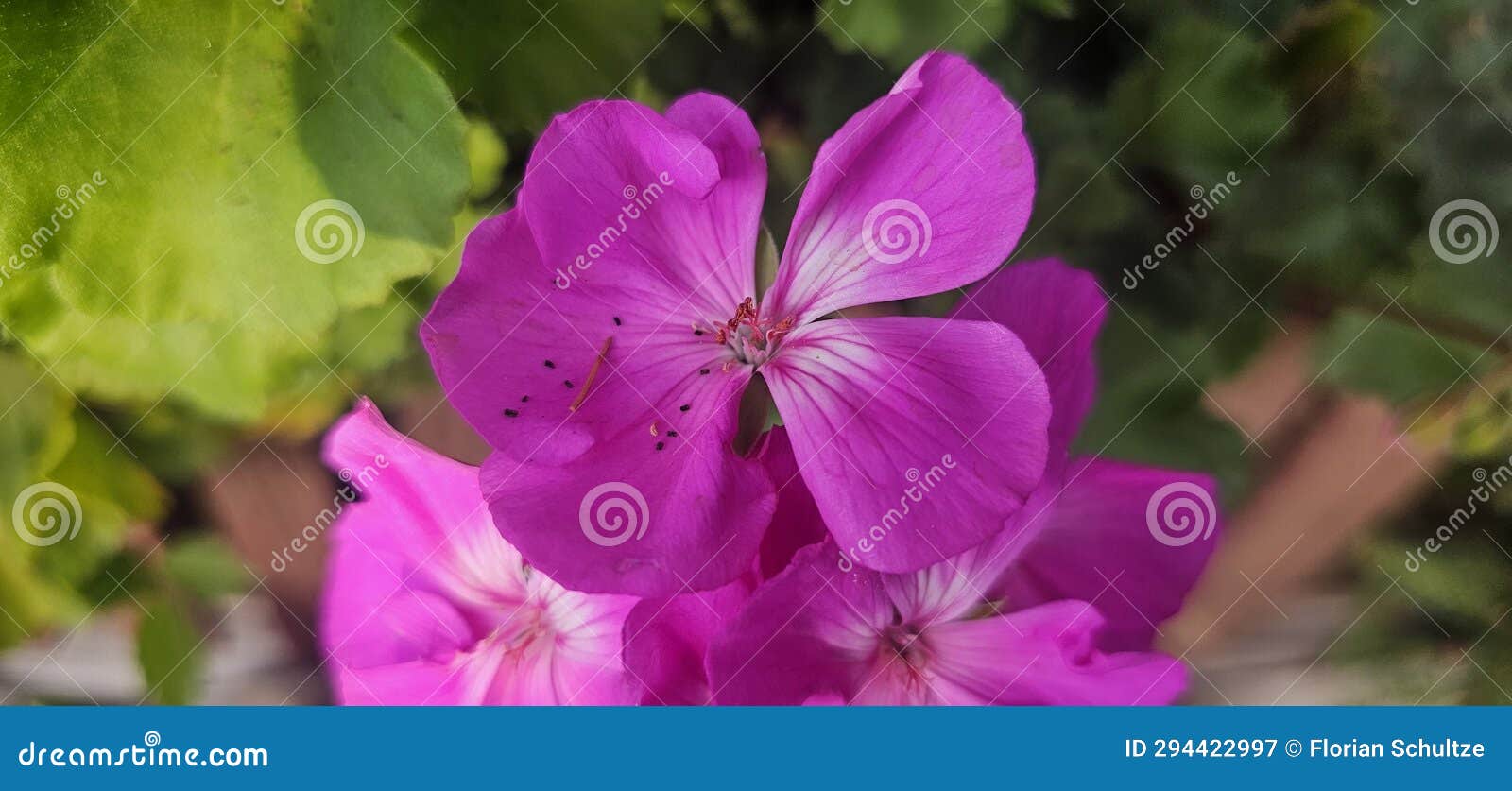 Pelargonium × Hortorum or Zonal Geranium Stock Image - Image of zonal ...