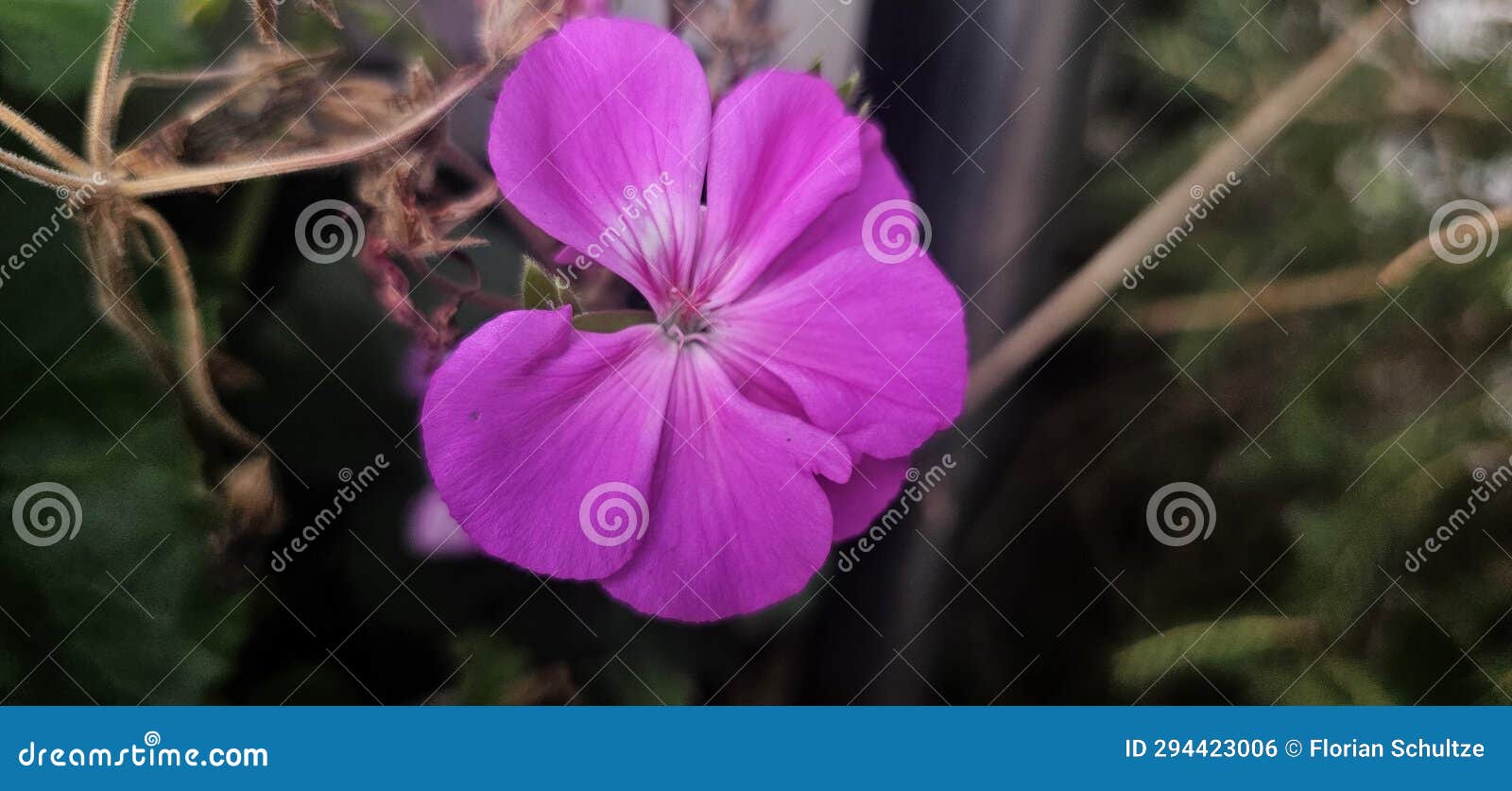 Pelargonium × Hortorum or Zonal Geranium Stock Photo - Image of rose ...