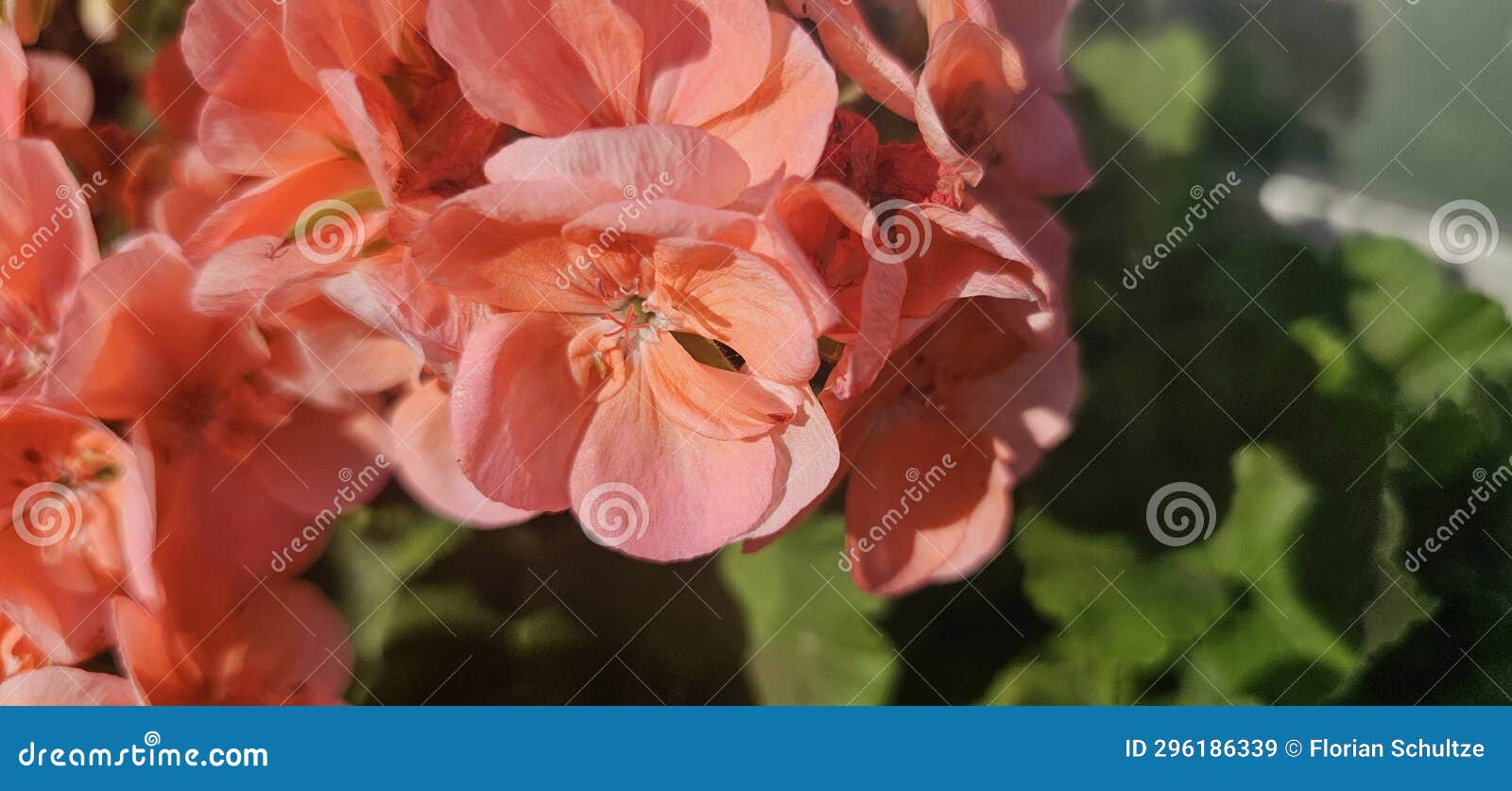 Pelargonium × Hortorum or Zonal Geranium Stock Image - Image of purple ...