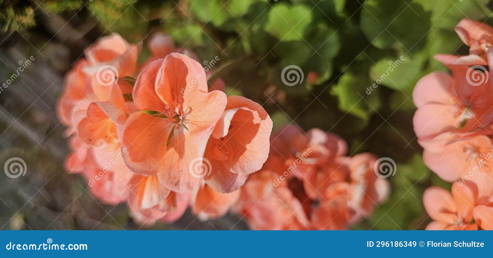 Pelargonium × Hortorum or Zonal Geranium Stock Image - Image of zonal ...